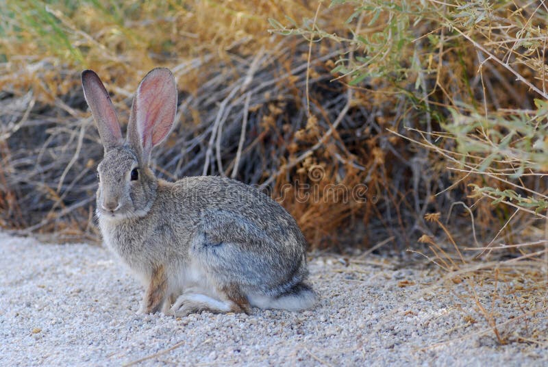 Jack rabbit in joshua tree stock image. Image of bunny - 12538499