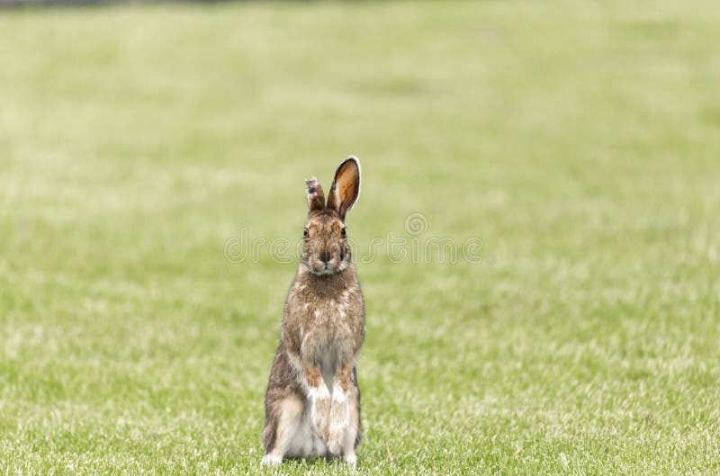 Jack Rabbit with Missing Ear Stock Photo - Image of soft, eyes: 235900076