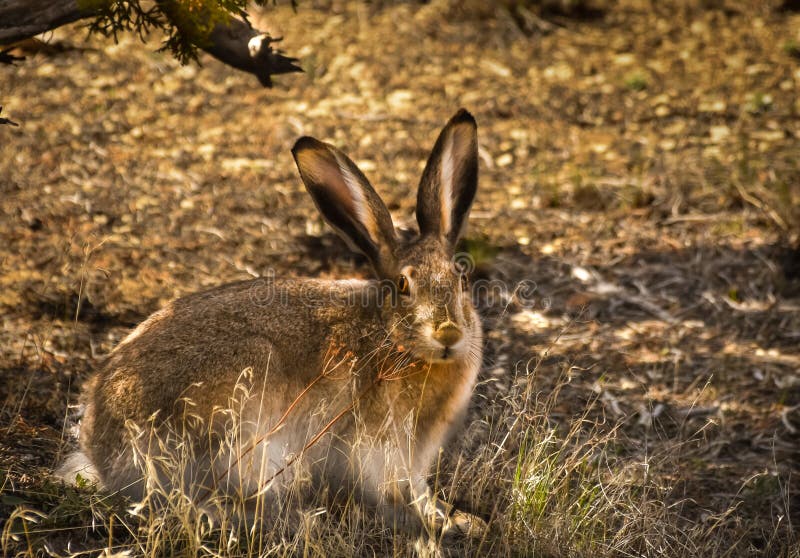 Baby Jack Rabbit stock image. Image of antelope, baby - 15202381