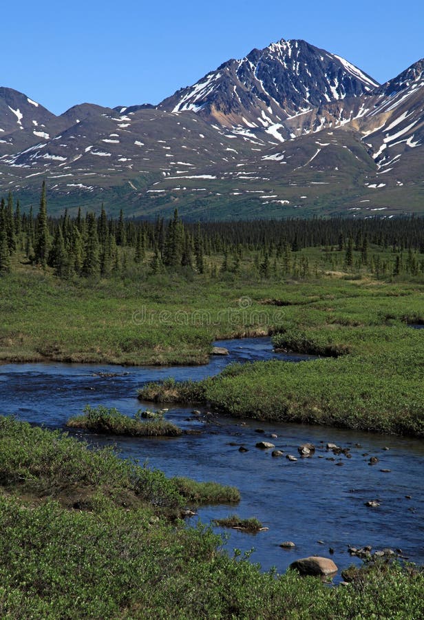 Jack River stock image. Image of snow, pines, blue, pine - 57104433