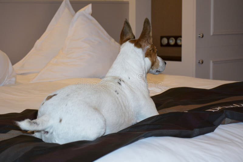 Jack Russel stock photo. Image of cort, conseille, menton - 103448812