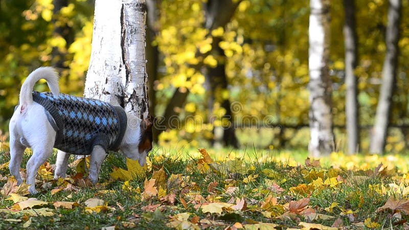 Guy Peeing in Park, Young Man Urinating on Tree, Human Influence on ...