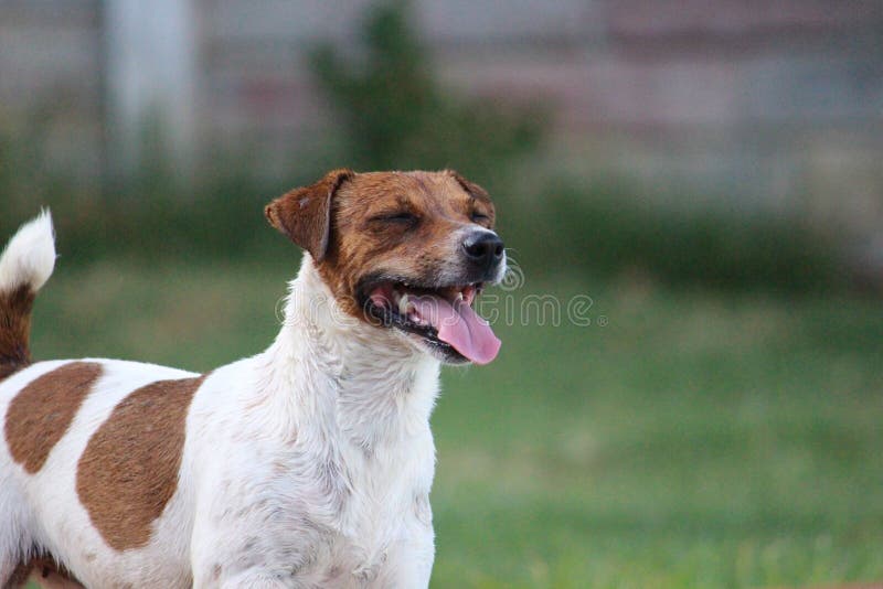 Jack russel stock image. Image of small, diffrent, view - 94812603