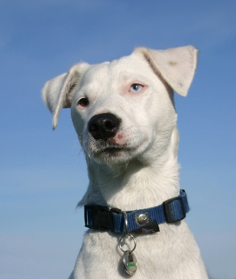 Jack russel terrier stock image. Image of collar, head - 2105447
