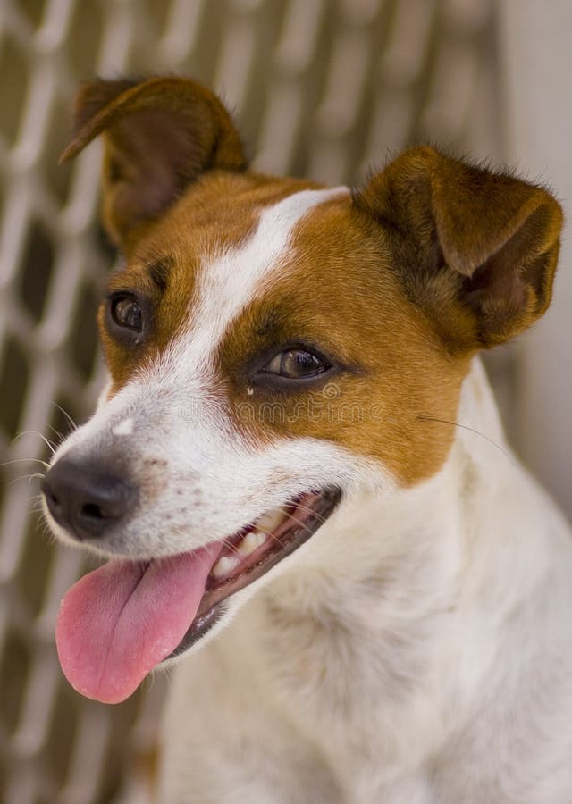 Jack Russel Terrier stock image. Image of pets, russel - 8960975