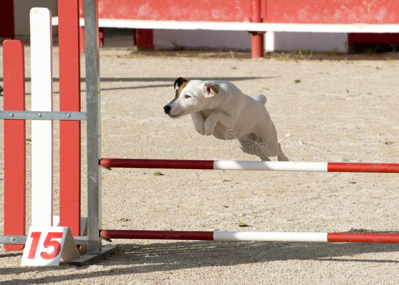 Jack Russel Terrier in Agility Stock Photo - Image of jumping, terrier ...