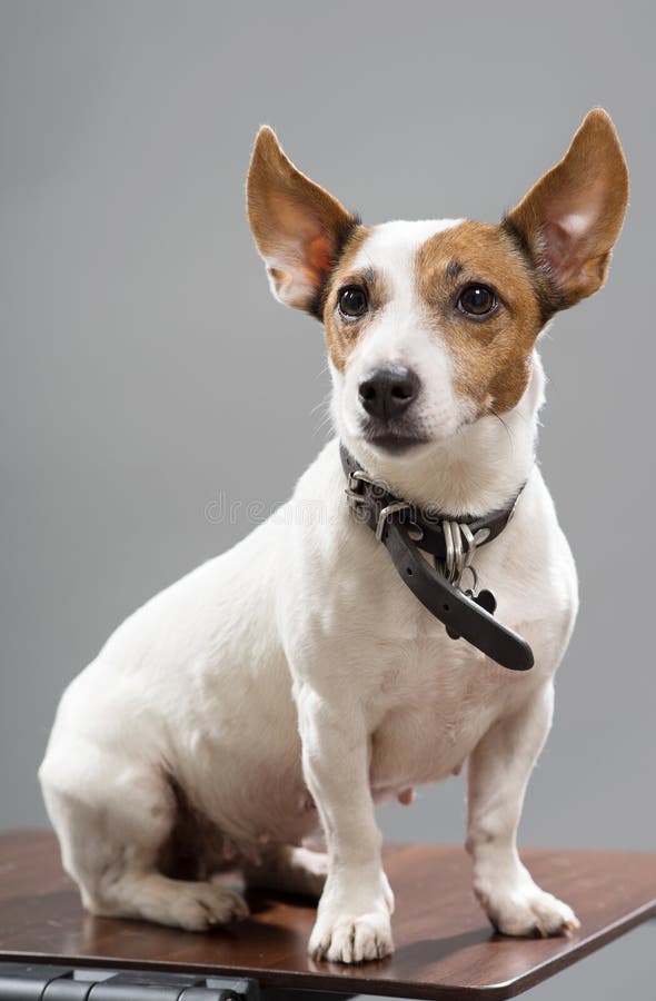 Jack russel terrier stock photo. Image of canine, inside - 53919594