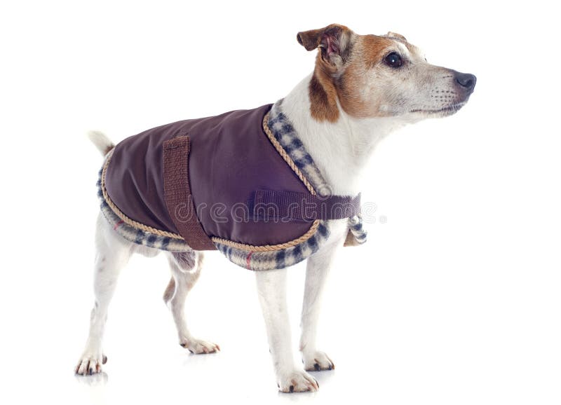 Jack Russel Terrier with Coat Stock Image - Image of white, studio ...