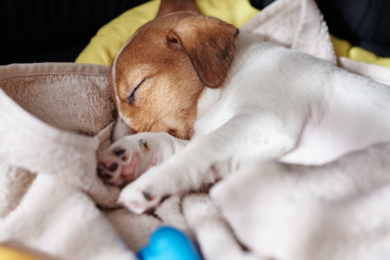 Jack Russel Terrier Dog Sleep in the Bed Stock Photo - Image of terrier ...