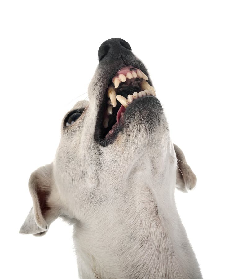 Angry Jack Russel Stock Photos - Free & Royalty-Free Stock Photos from ...