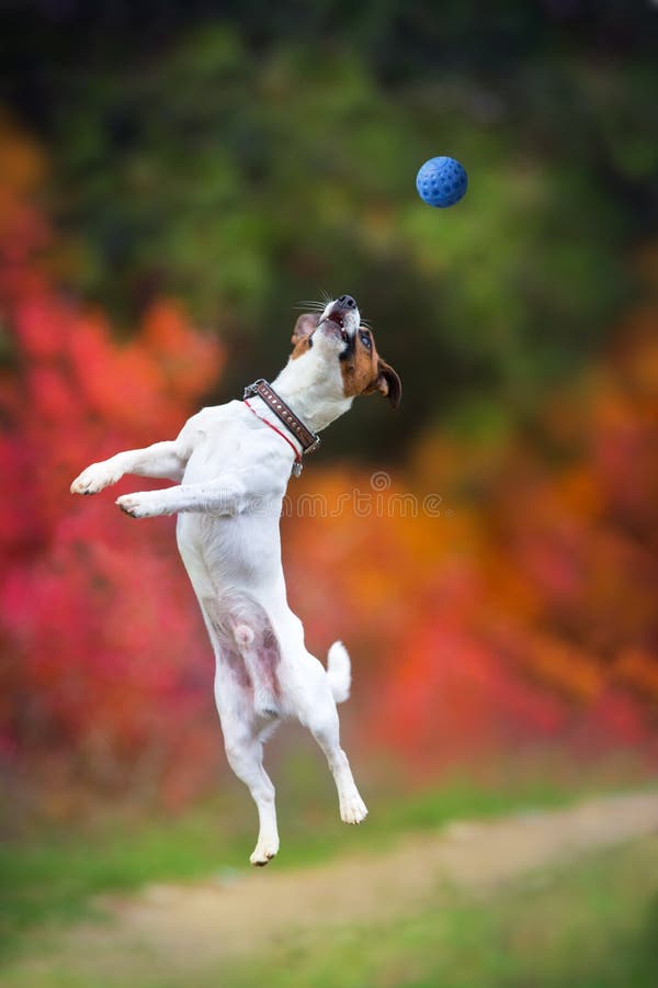 Jack russel terrier play stock image. Image of breed - 103091957
