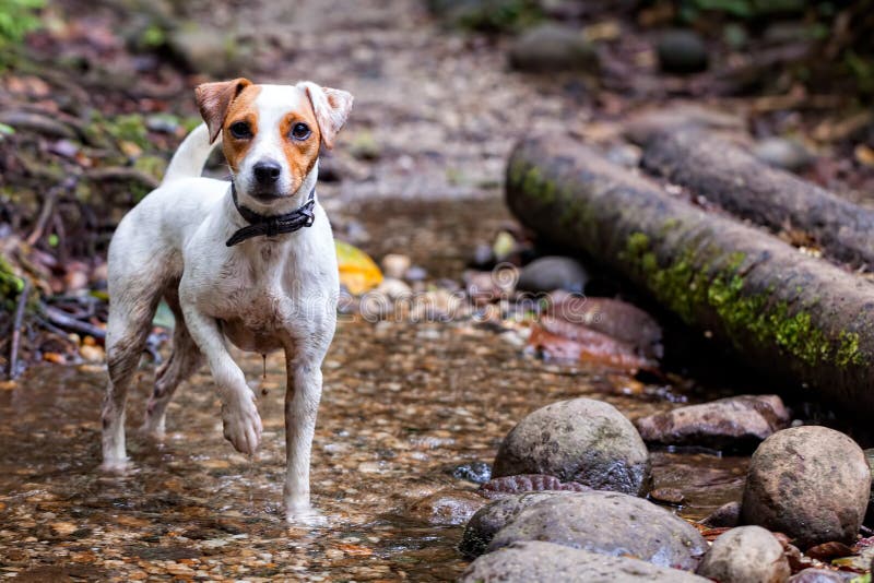 Amazonian Muscular Girl Stock Photos - Free & Royalty-Free Stock Photos ...