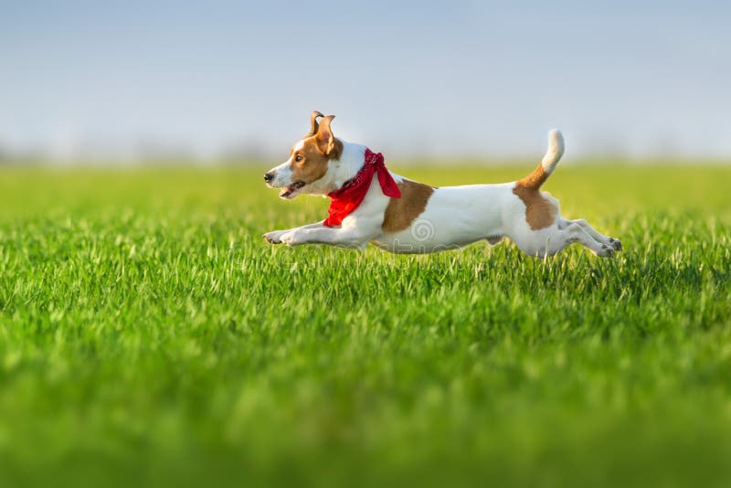 Jack russel terrier run stock image. Image of outdoors - 144668611
