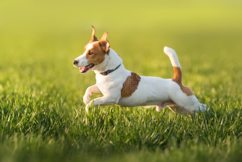 Jack russel terrier run stock photo. Image of domestic - 178782146
