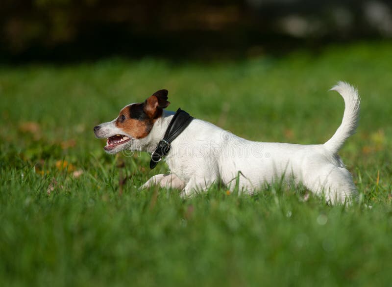 Jack Russel Terrier on a Run Stock Photo - Image of pedigree, nature ...