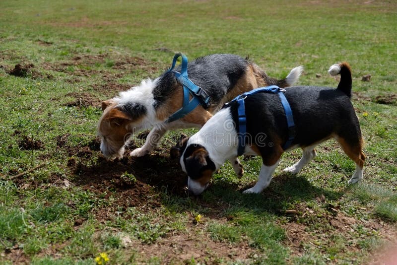 Jack Russel Terriers Digging Hole Stock Photo - Image of beautiful ...