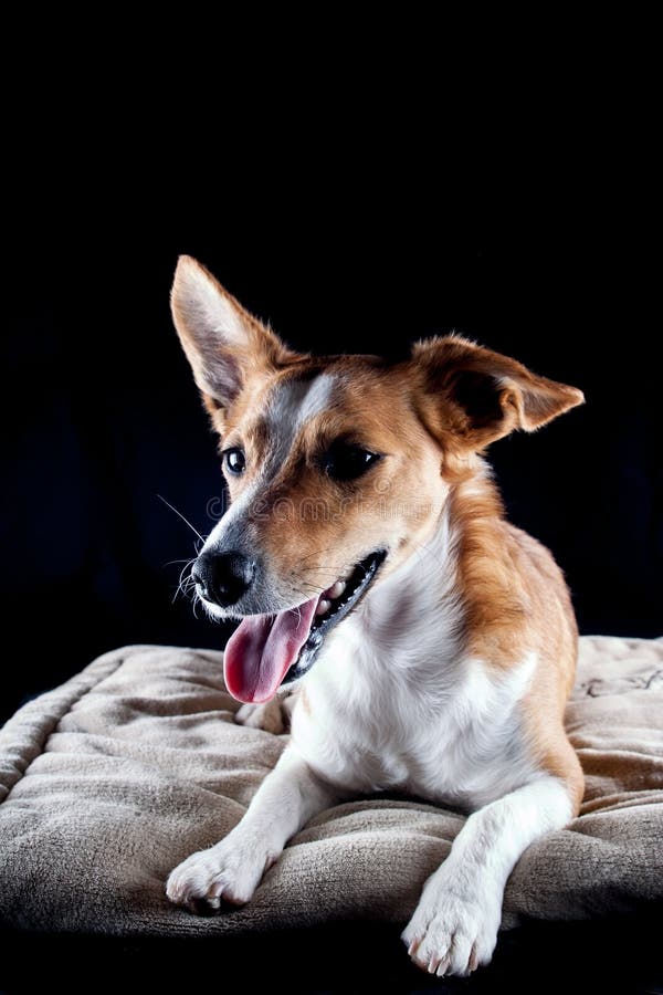 Jack Russel stock photo. Image of jack, majestic, beautiful - 39572396