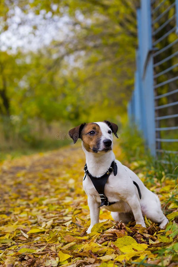 Jack Russell stock photo. Image of cheerful, adorable - 103297770