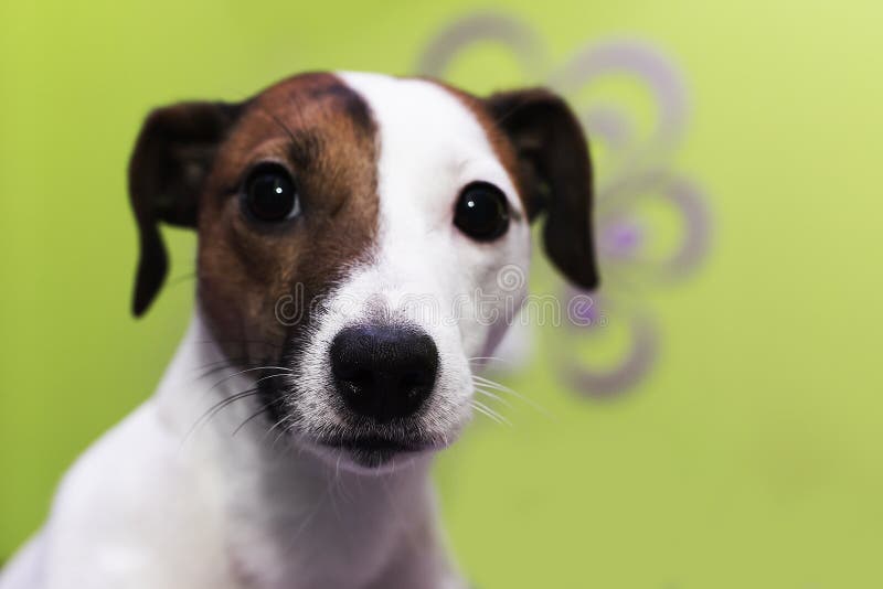 Jack Russell Close-up, Sad Look Stock Image - Image of domestic ...