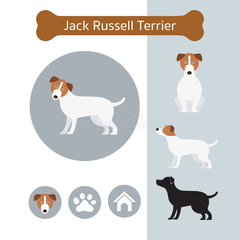 Jack Russell Dog Breed Infographic Stock Vector - Illustration of icon ...