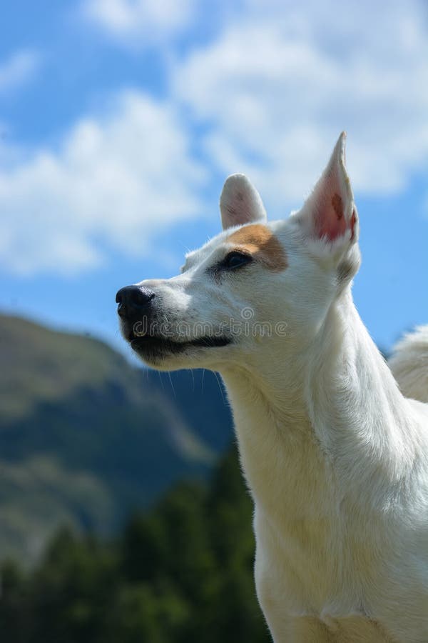 Jack russell stock photo. Image of pretty, face, adorable - 228570798