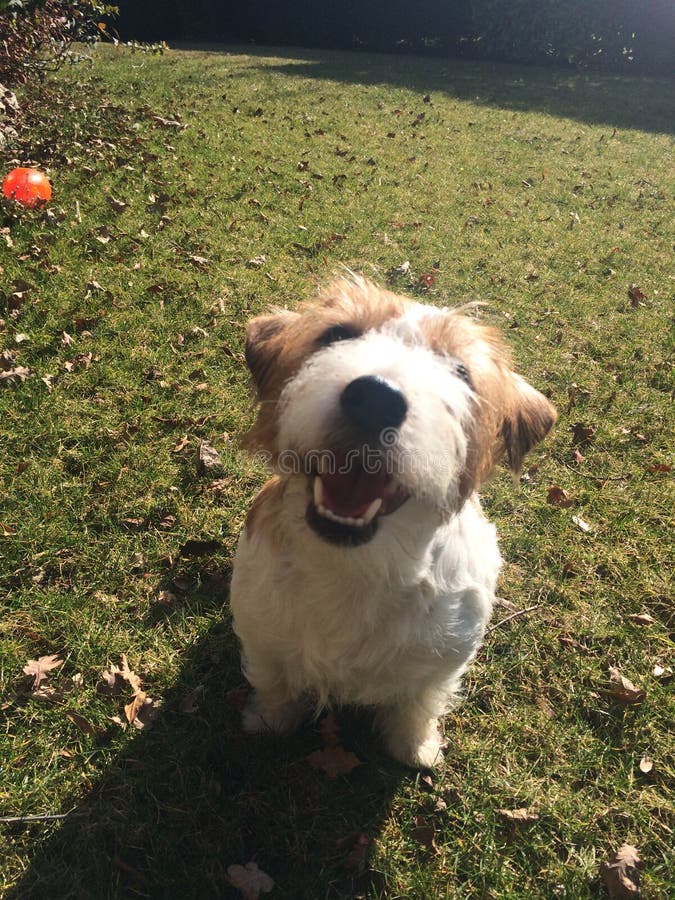 Jack russell dog stock photo. Image of terrier, jack - 51385762