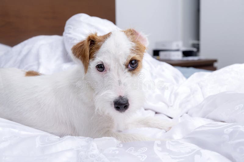Jack Russell Dog is Lying on a Bed on White Bed Stock Photo - Image of ...