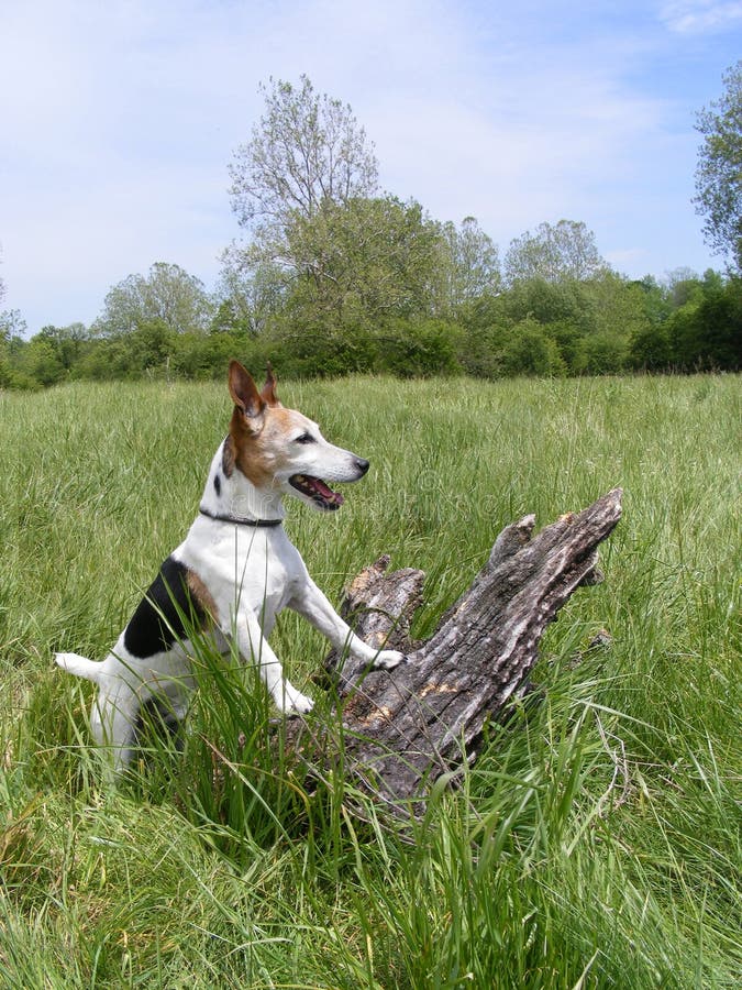 Jack Russell Explorer stock photo. Image of explorer - 41278578
