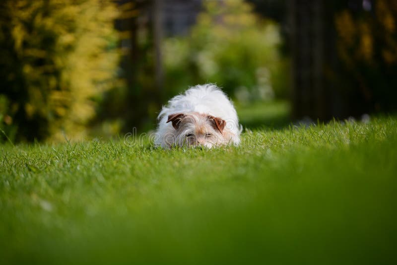 Jack russell in the grass stock image. Image of purebred - 74350155