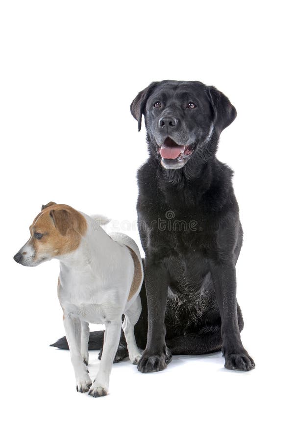 Six Labrador dogs in a row stock photo. Image of portrait - 21247426