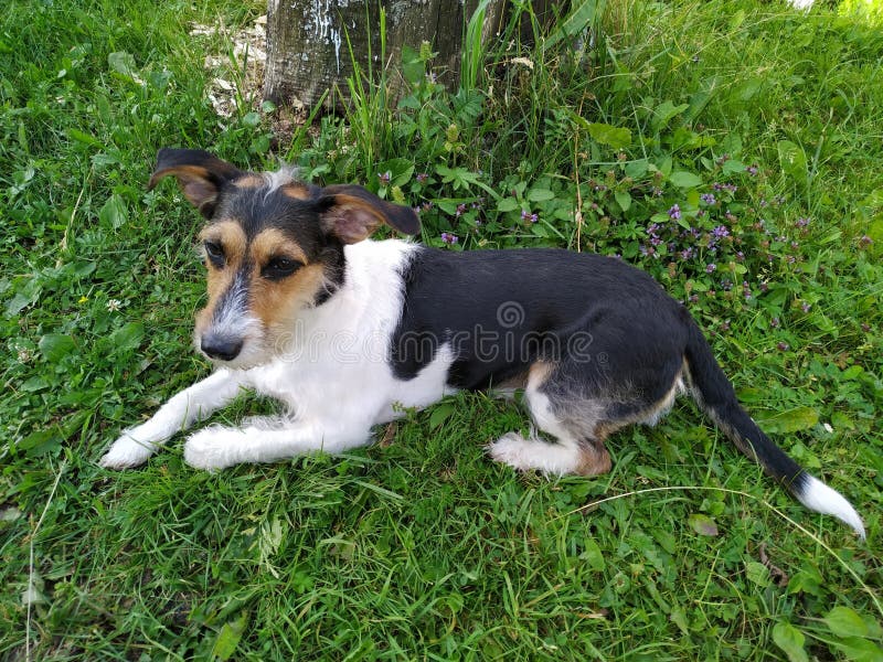 Jack Russell Lies in the Grass Stock Photo - Image of animal, breed ...