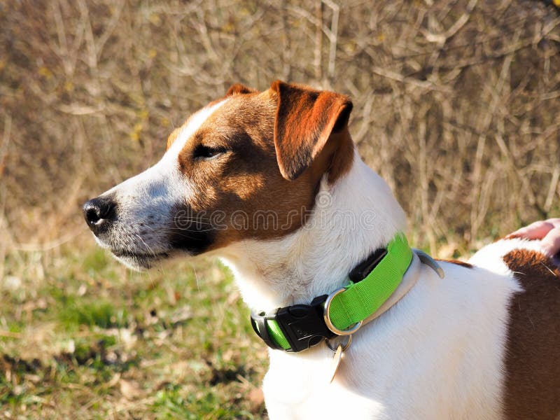 Jack Russell stock image. Image of cute, russel, white - 79522425
