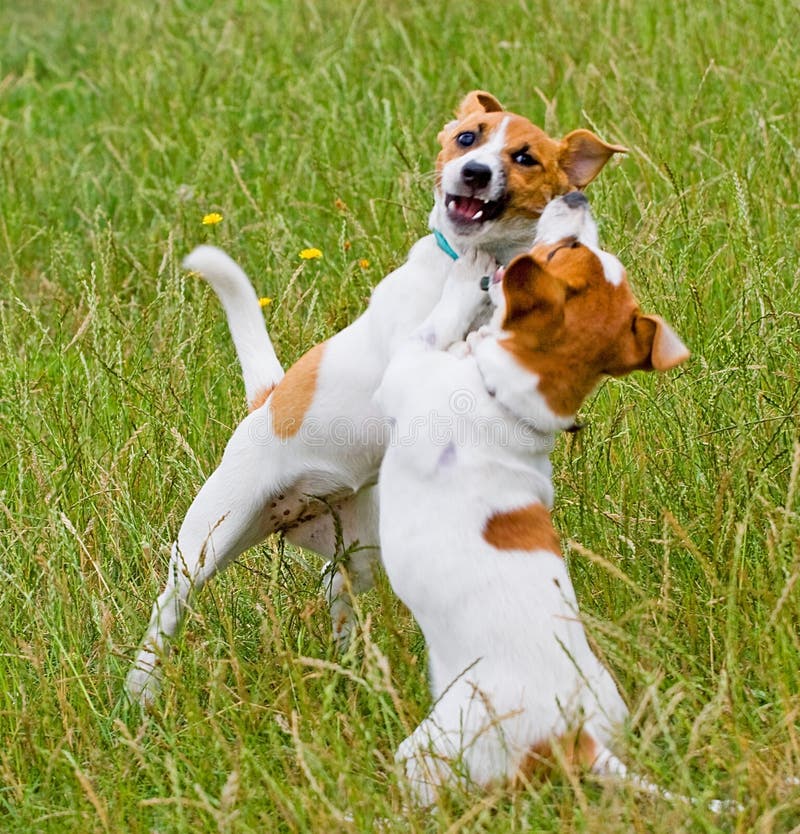 Jack Russell Playing in the Grass Stock Image - Image of jack, grass ...