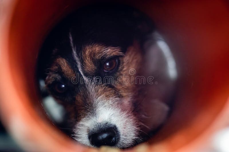 Jack Russell Pretends To Hunt Rats in the Sewers Stock Photo - Image of ...