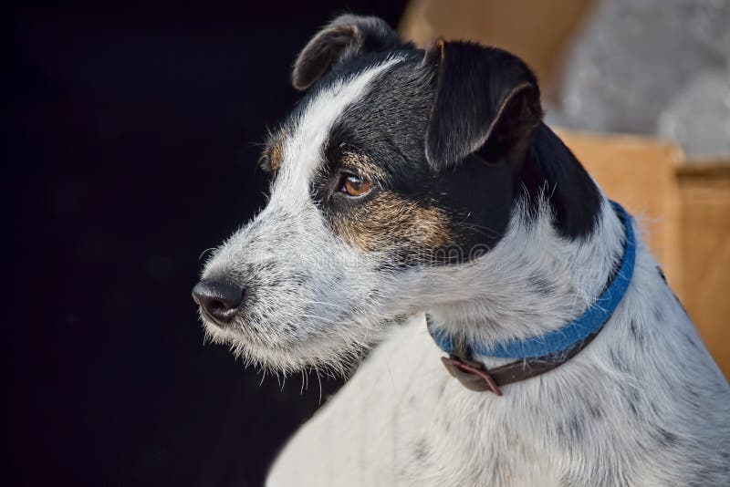Jack Russell Profile stock photo. Image of terrier, animal - 45035994
