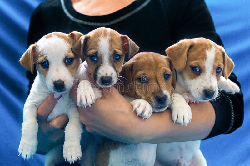 Jack Russell Puppies on Hand Stock Photo - Image of close, animal ...
