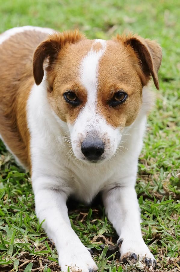 A Jack Russell puppy stock photo. Image of brown, nature - 76763424