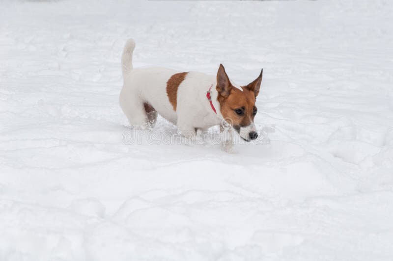 Jack Russell Racing on Snow in Winter Stock Photo - Image of movement ...