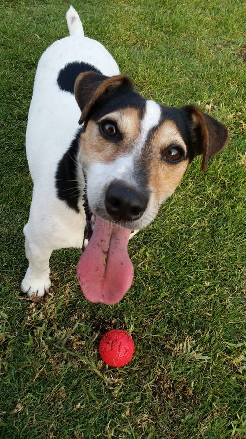 Jack Russell with a Red Ball Stock Image - Image of russell, jack: 85378947