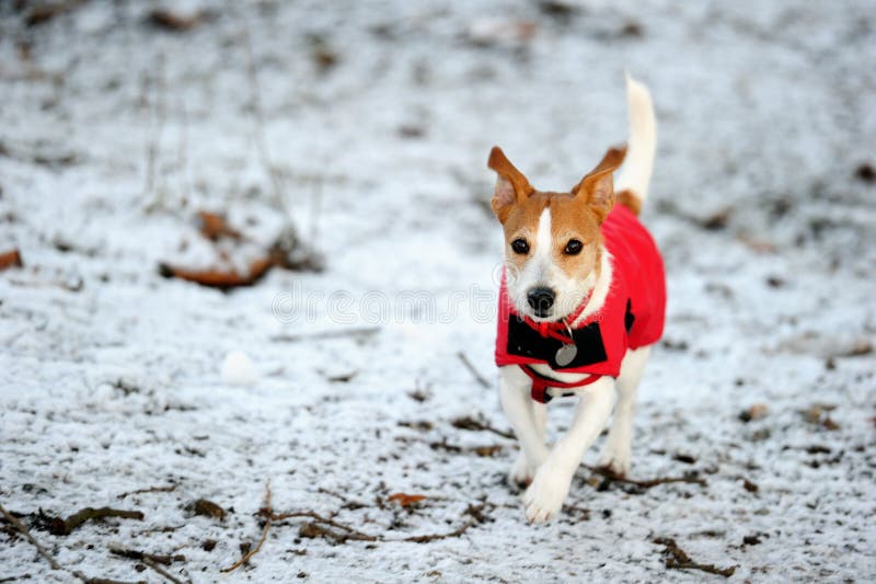 Jack Russell Running in Red Winter Coat Stock Photo - Image of ...
