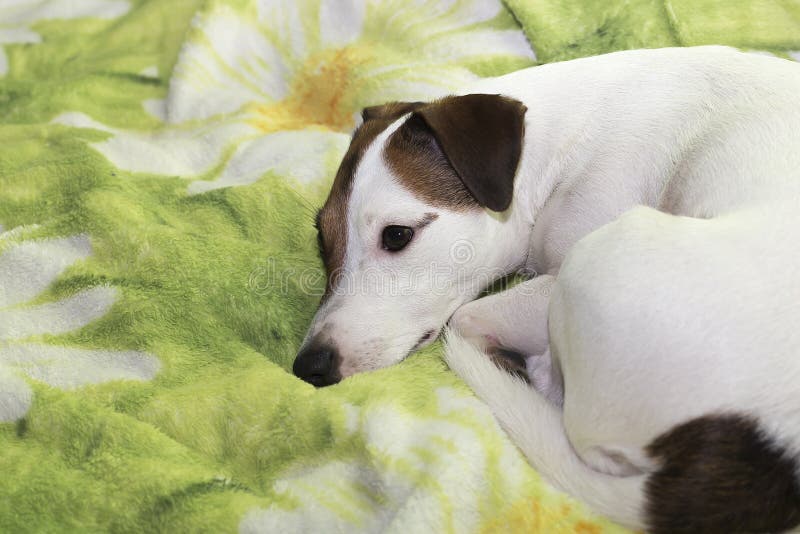 The dog is sad stock image. Image of pedigreed, doggy - 106102301