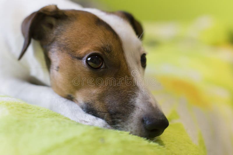 Jack Russell sad stock photo. Image of cute, mammal - 103555490