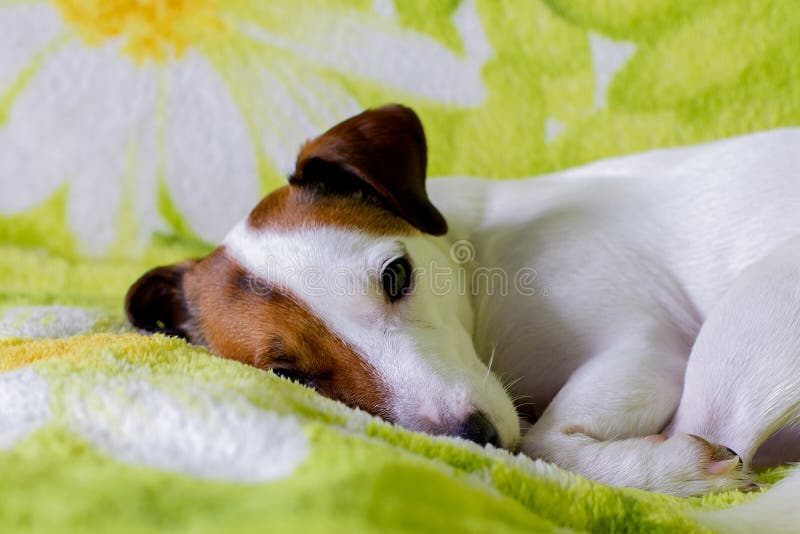 Jack Russell is a Sad , Sad Sight Stock Image - Image of blanket ...