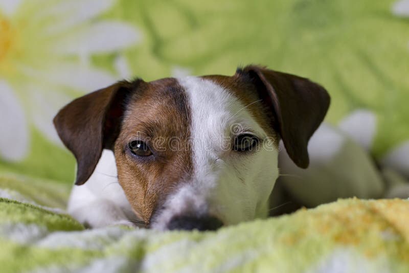 1,505 Jack Russell Sad Photos - Free & Royalty-Free Stock Photos from ...