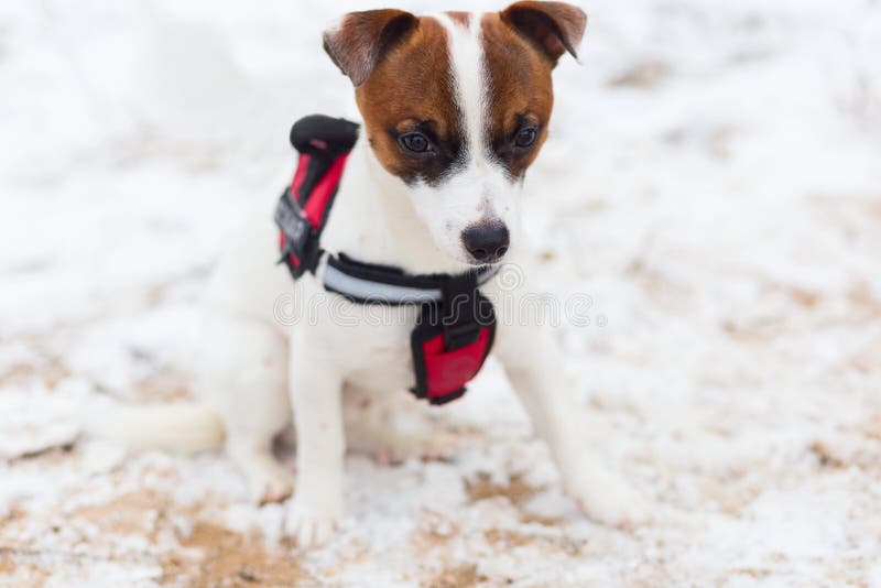 Jack Russell Sits Sad in Winter Stock Image - Image of jack, bench ...
