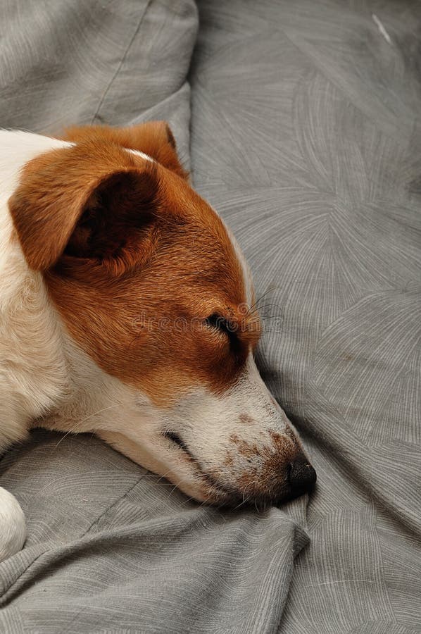 A Jack Russell stock image. Image of white, jack, domestic - 77046939