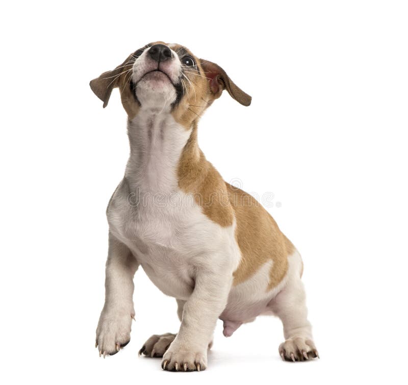 Jack Russell Standing Looking Up, Isolated Stock Photo - Image of ...