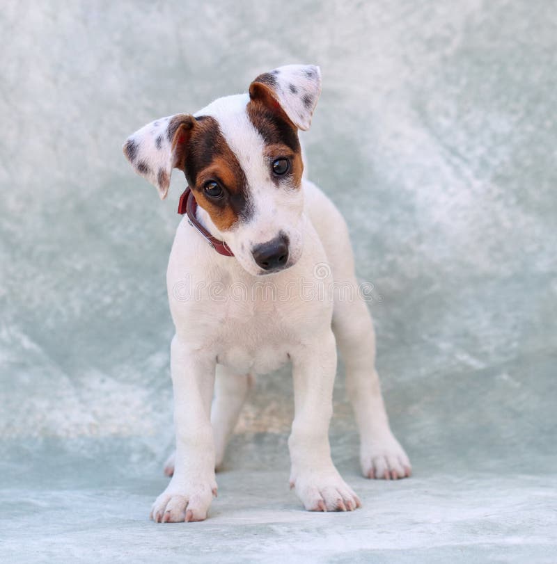 Jack russell foto de archivo. Imagen de pista, negro - 253628310