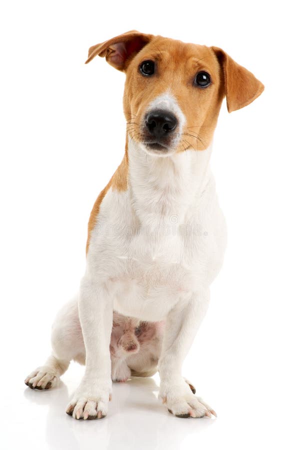 Angry Jack Russell Terrier stock image. Image of happy - 116463061