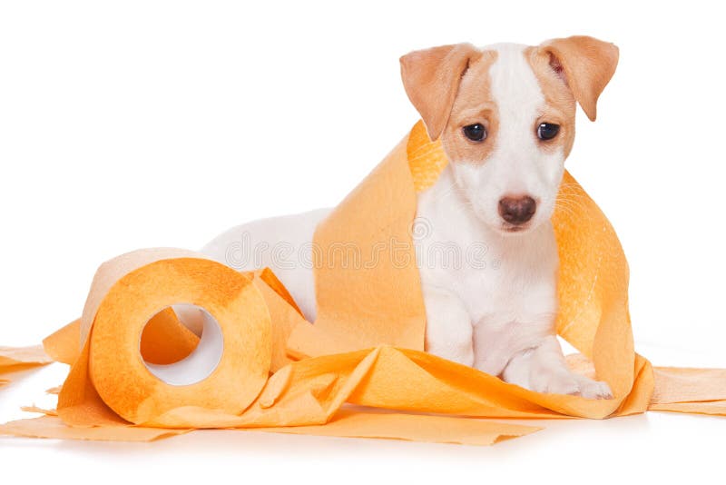 Messy puppy stock photo. Image of cocker, paper, housebreak - 18067100